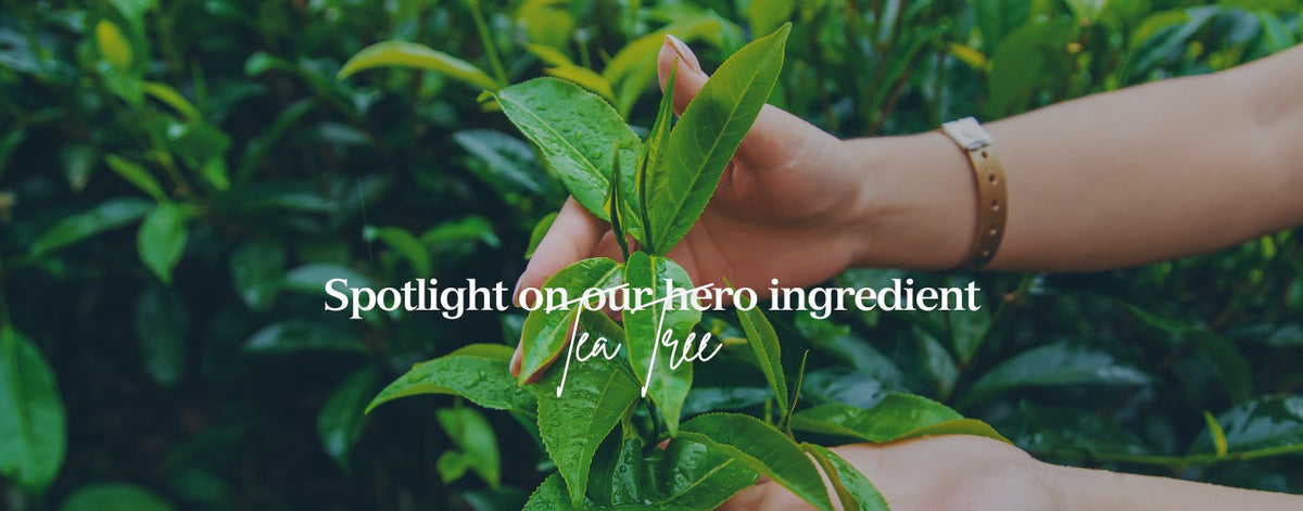 Spotlight on our hero ingredient: Tea Tree – CAMIA